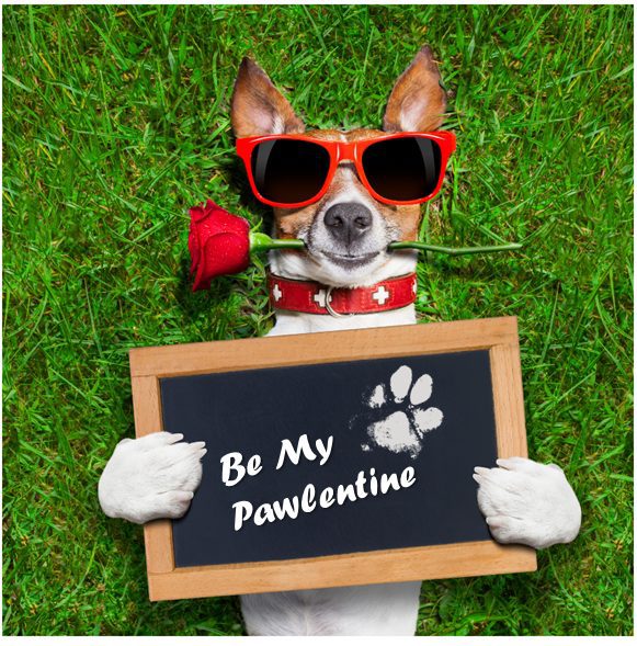 Celebrate Puppy Love with Pawlentine's Day at Sneed Dog Park ...